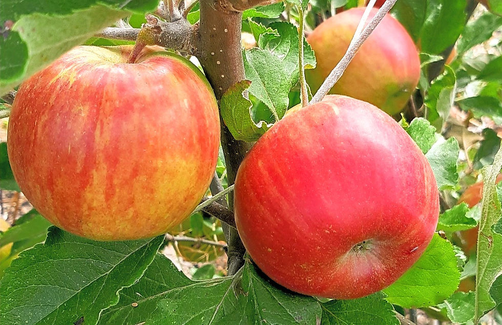 Fruiting Apple Trees | Maple Grove Nursery