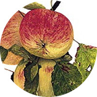 Wandin Pride - Weeping Apple | Maple Grove Nurseryhttps://static ...