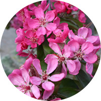 Rubra | Maple Grove Nurseryhttps://static.wixstatic.com/media/db20eb ...