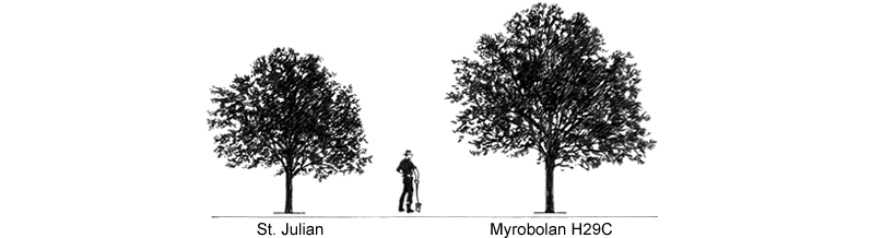 Multi-prunus Rootstock | Maple Grove Nursery