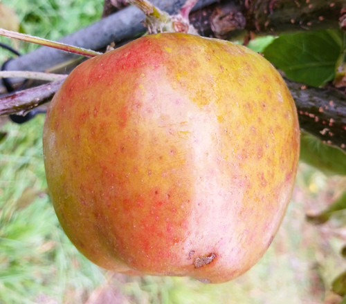 Esopus Spitzenburg | Maple Grove Nurseryhttps://static.wixstatic.com ...