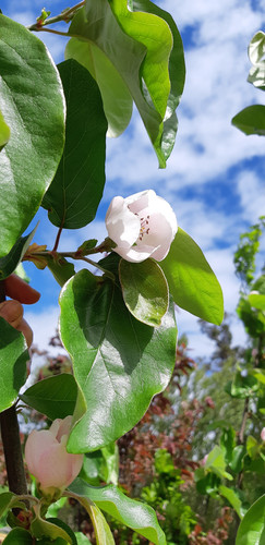 Smyrna Tree | Maple Grove Nurseryhttps://static.wixstatic.com/media ...