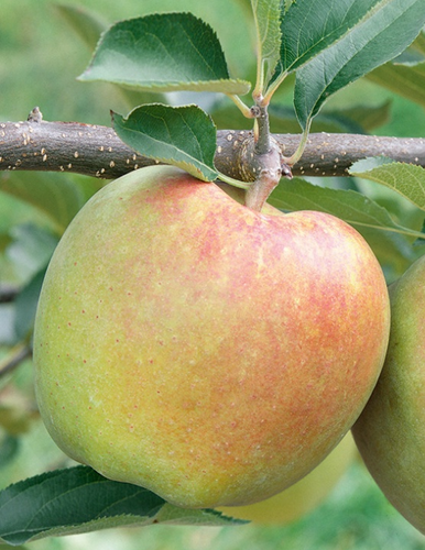 Mutsu | Maple Grove Nursery