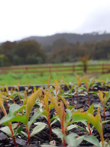 Seedling D6 Pear Rootstock – Vigorous