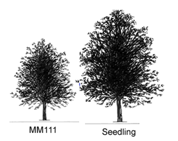 Apple Rootstock | Maple Grove Nursery