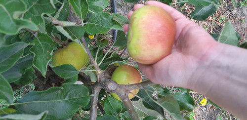 Cox's Orange Pippin Scion | Maple Grove Nurseryhttps://static.wixstatic ...