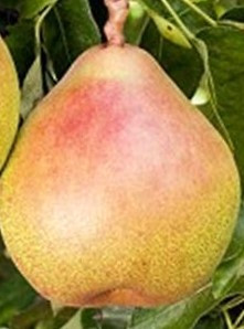 Comice Pear Tree | Maple Grove Nurseryhttps://static.wixstatic.com ...