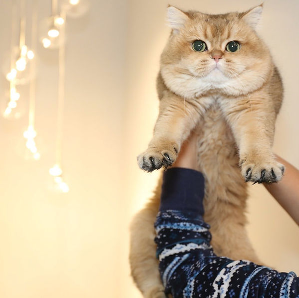 Kitty | New York | Gold British | cats | cattery New York | Chinchilla