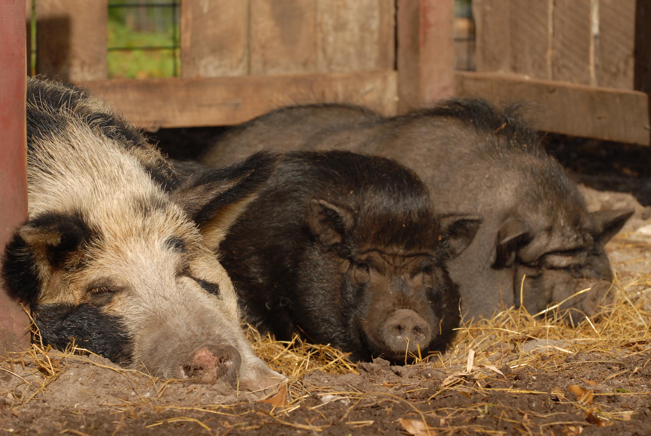 PLAYGROUND & PETTING ZOO | hunsaderfarms