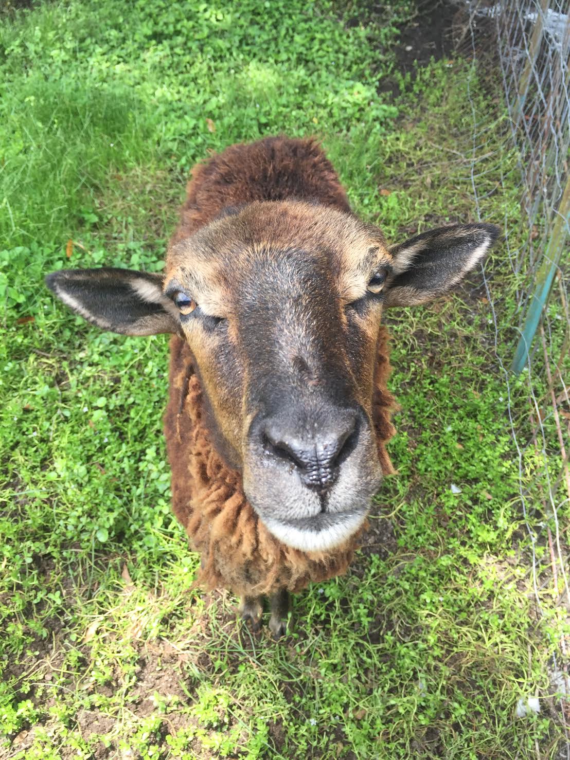 PLAYGROUND & PETTING ZOO | hunsaderfarms
