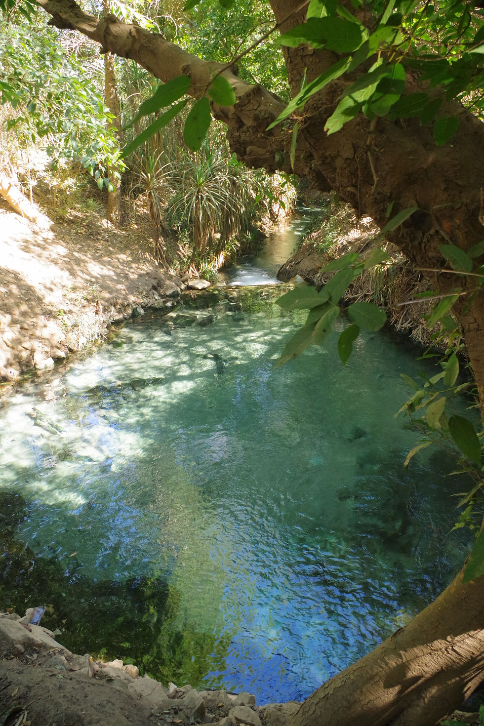 Les sources chaudes tropicales de Katherine : les pandanus dans les ...