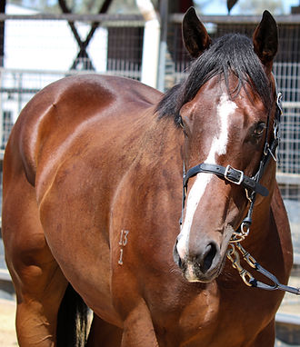 Horses Available | Ron Stubbs Racing