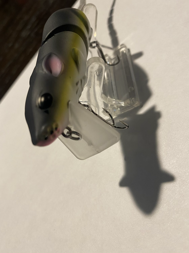 Waking Rat | Underground Outdoors