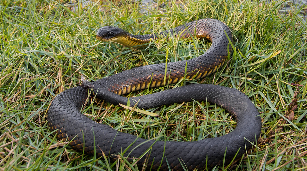 Noorne The Tiger Snake | WA Gould League