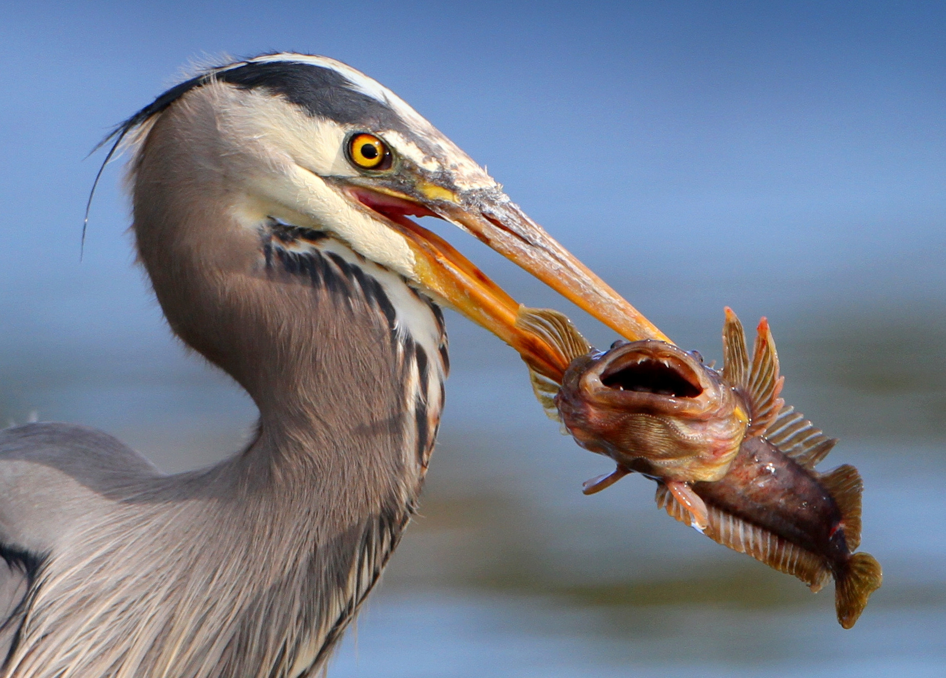 Birds - Beaks, feet and what they eat! | WA Gould League
