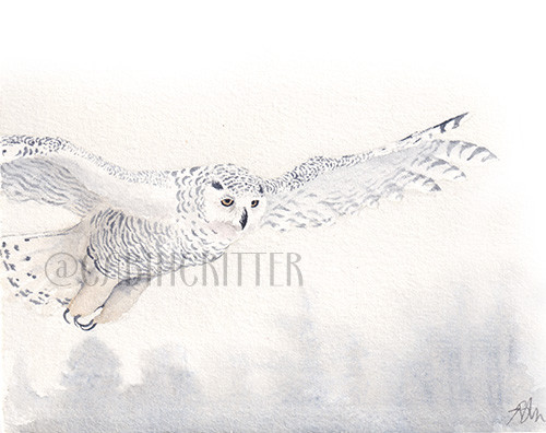 Snowy Owl Print | Karenmilnes