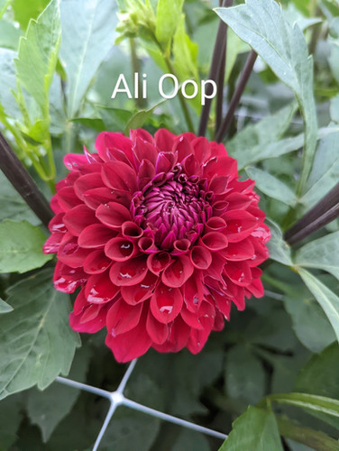 Ali Oop | Milkhouse Dahlias