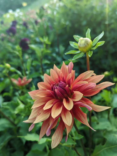 Miss Brandy? | Milkhouse Dahlias