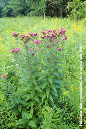 Vernonia fasciculata, Prairie Ironweed | RAMGA