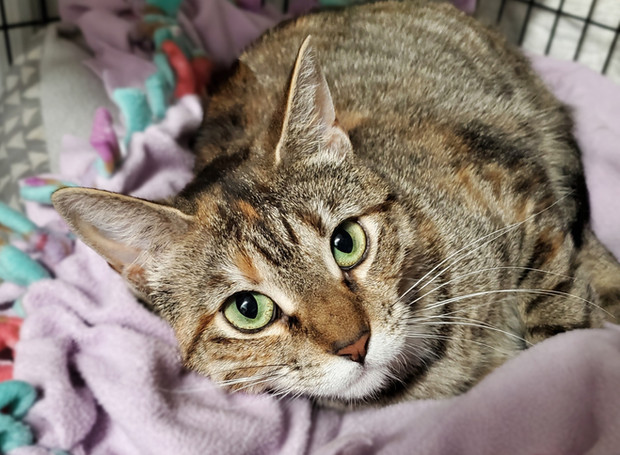 Home | Pet Project Inc