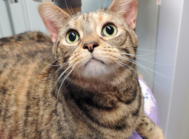 Home | Pet Project Inc