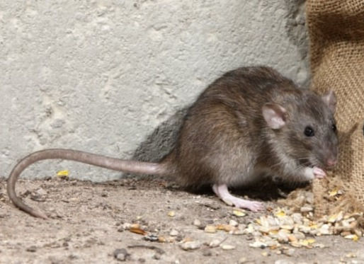 Aw RATS! The cold weather is here.