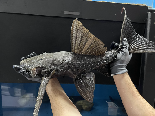 L186 Giant Black Cactus Pleco (Pseudacanthicus major) | predatoryfins.com