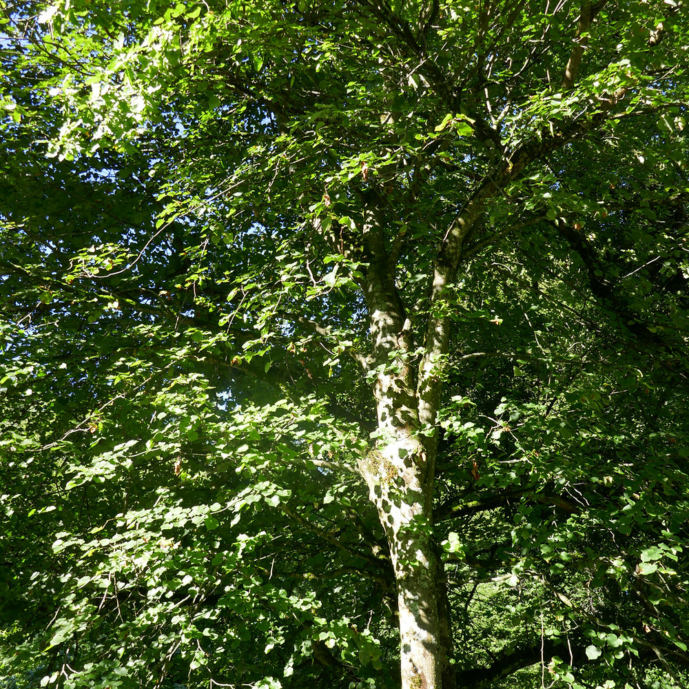 Explorez les alpes vaudoises