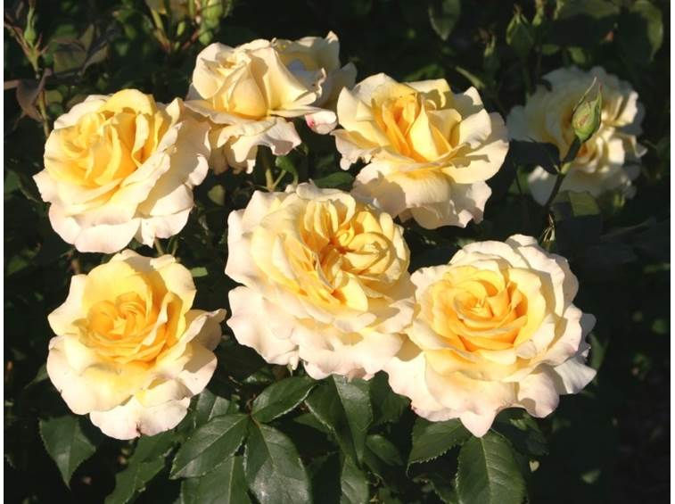 Hybrid Tea | fryersroses 2/2