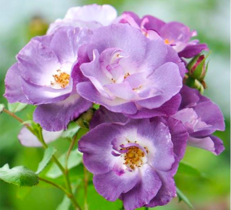 Roses | fryersroses 3/13