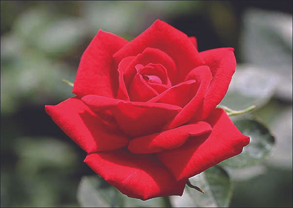 Patio Climbing Roses | fryersroses