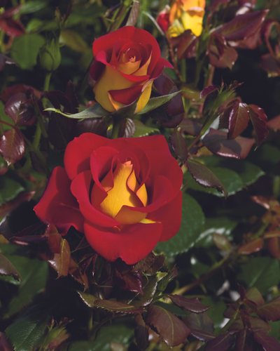 SNAZEE | fryersroses