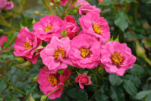 BELIEVE IN YOURSELF *NEW FOR 2024* | fryersroses