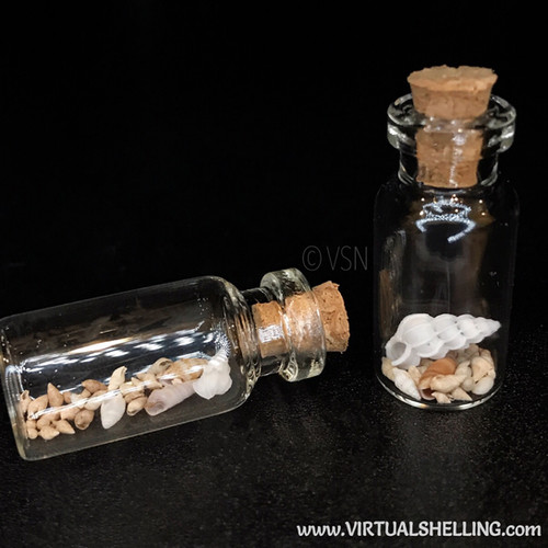 Mini Bottle of Micro Tinies! | Virtual Shelling