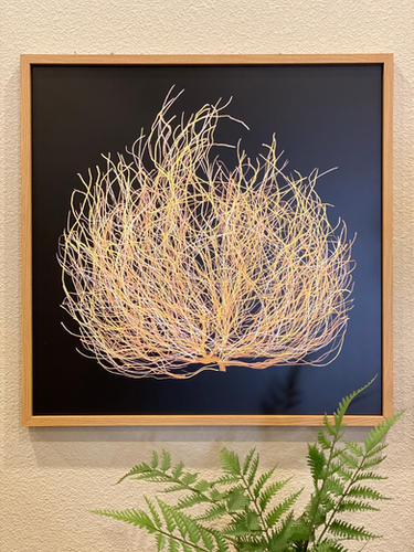 Tumbleweed - Framed Print | BroadwayContemporary
