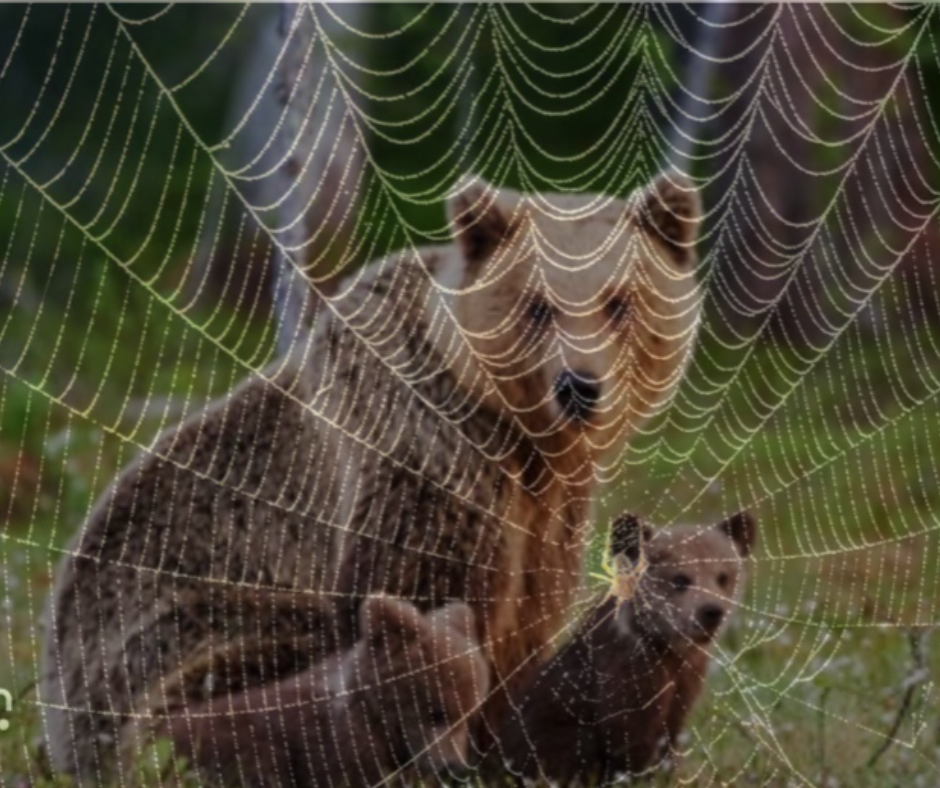 Grizzly Bears and Spiders