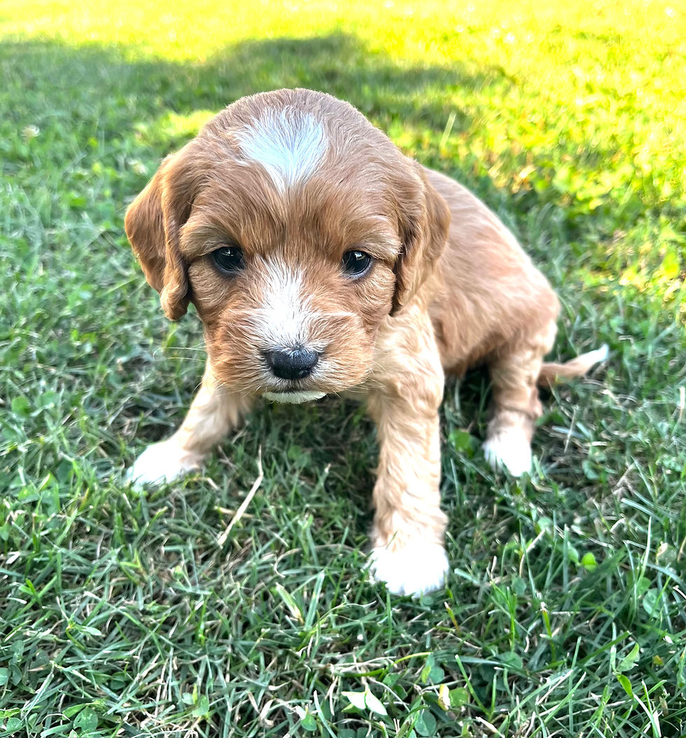 What Is a Miniature Cockapoo? | Discover the Perfect Pet at Snowsong ...