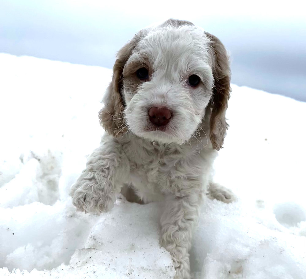 Understanding F1 Cockapoo: Traits & Care Tips | Snowsong Cocakpoos