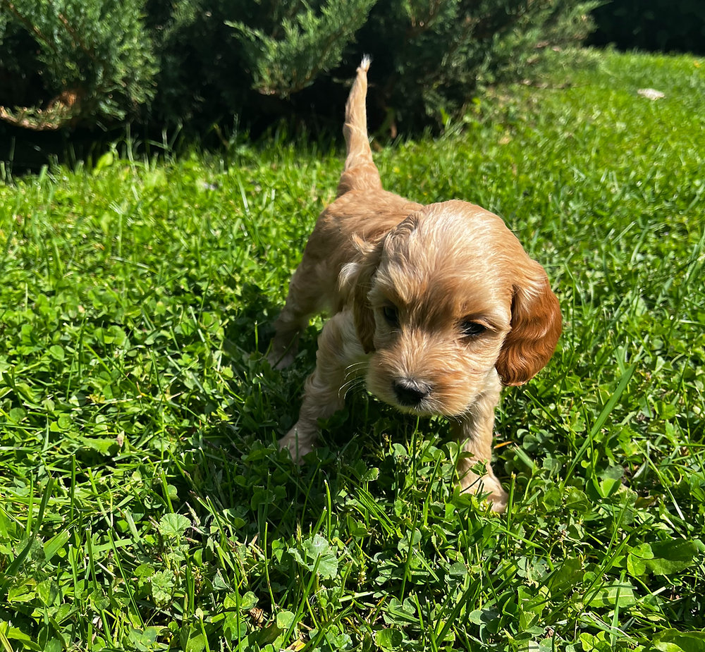cockapoo apricot colour