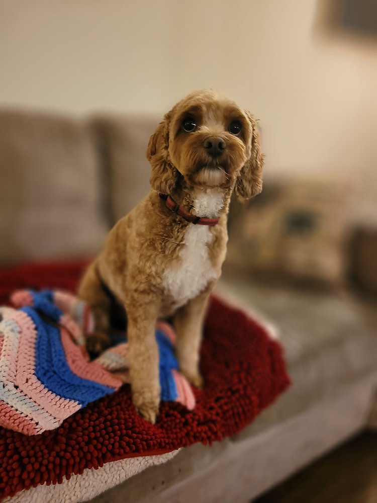 Cockapoo Grooming Guide: How Often to Groom Your Cockapoo | Snowsong ...