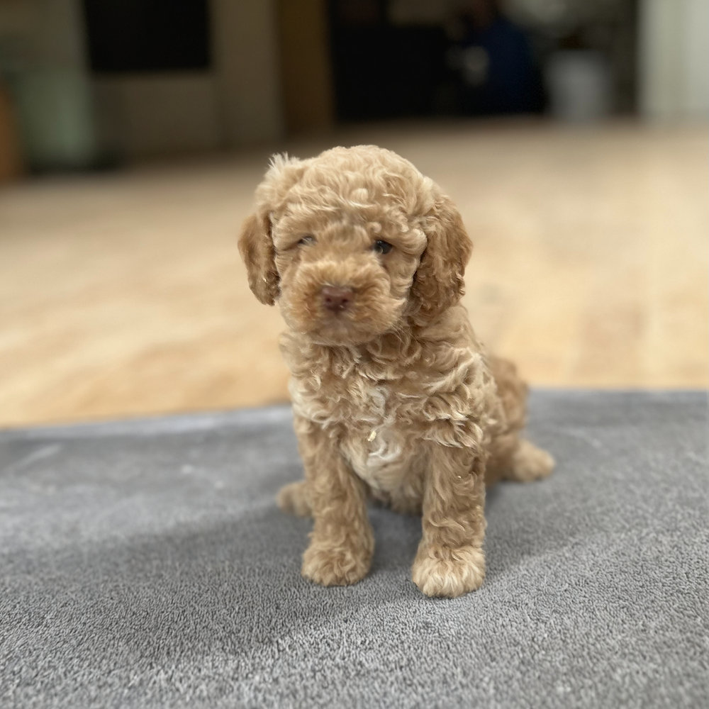 Teddy Bear Cockapoo: The Adorable Designer Dog | Snowsong Cockapoos