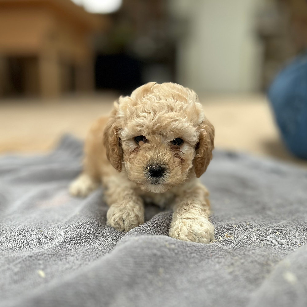 Choosing an F1b Cockapoo: Key Differences & Benefits | Snowsong Cockapoos