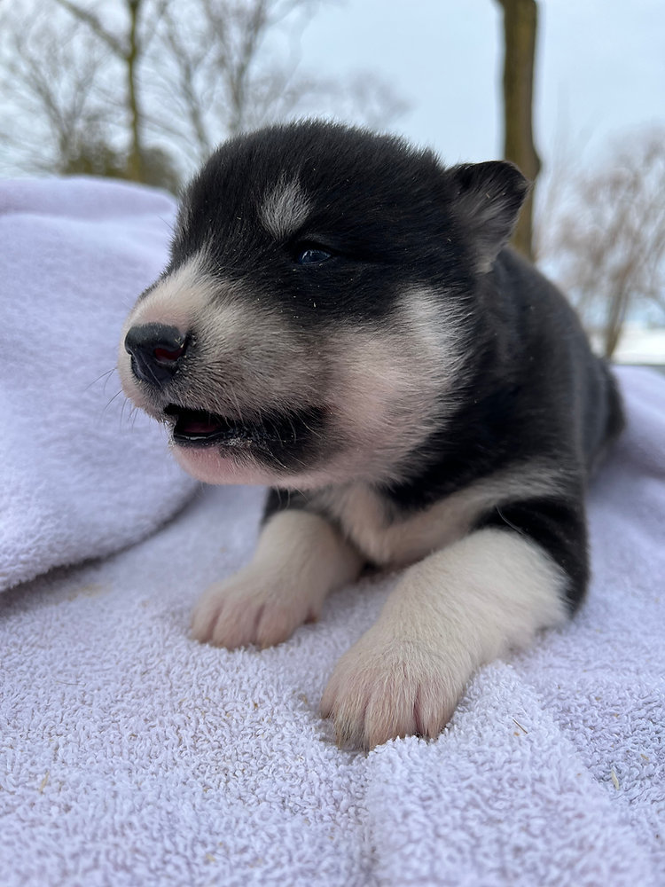 Do Huskys Talk? Discover Vocal Traits of Siberian Huskies | Snowsong