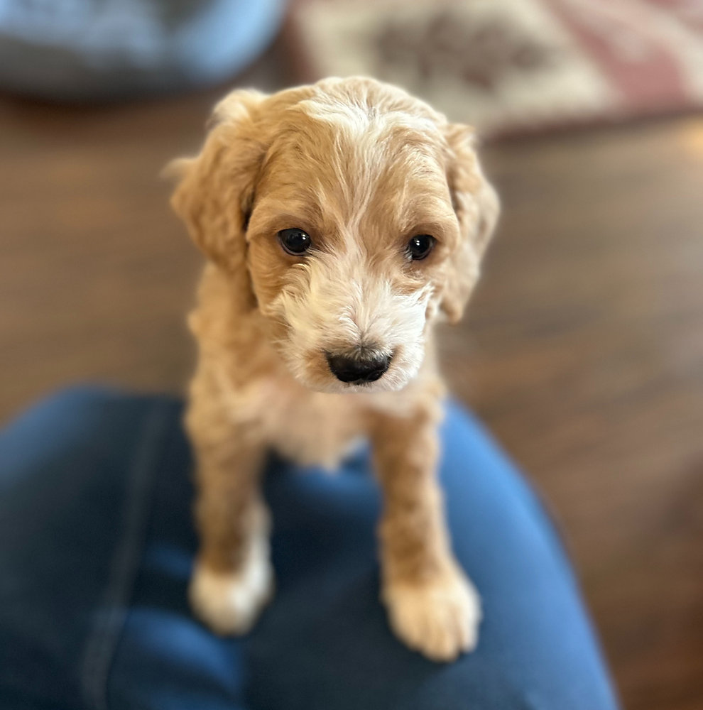 How to Keep Your Cockapoo Puppy Happy and Healthy | Snowsong Cockapoos