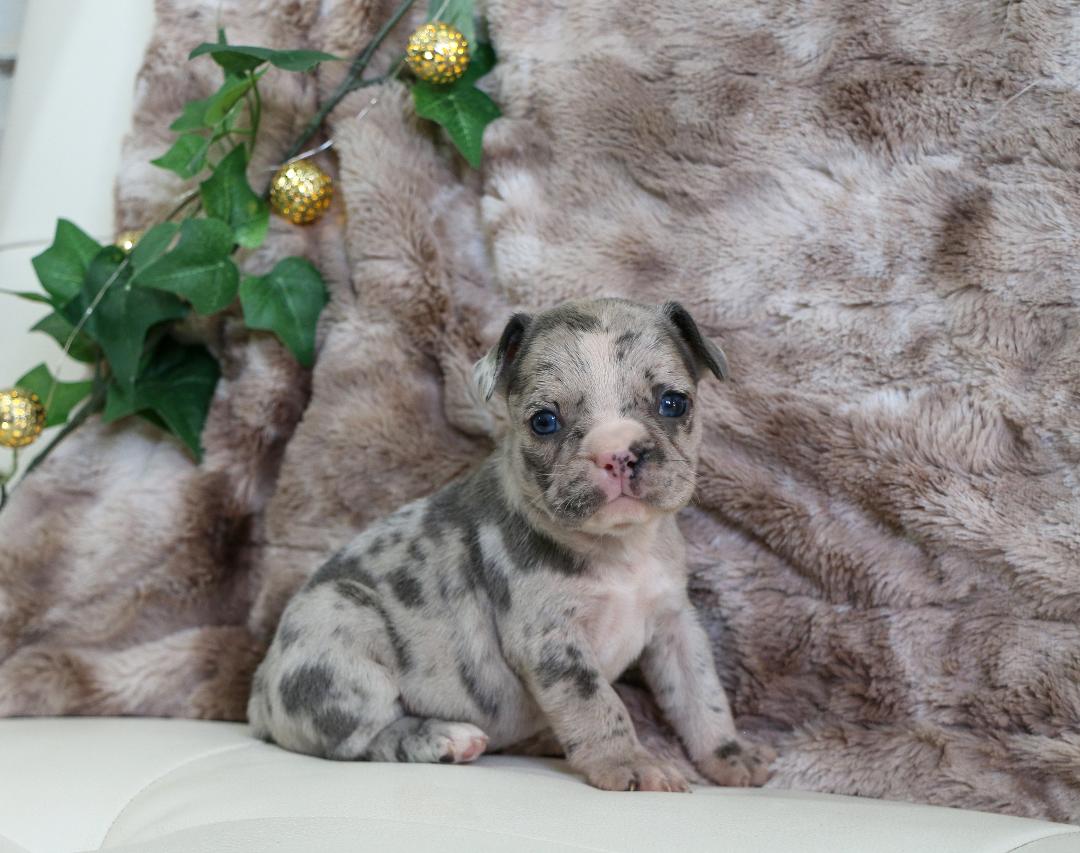 Frenchie Puppies | Bundles of Love | Pug and Frenchies Puppies | Iowa