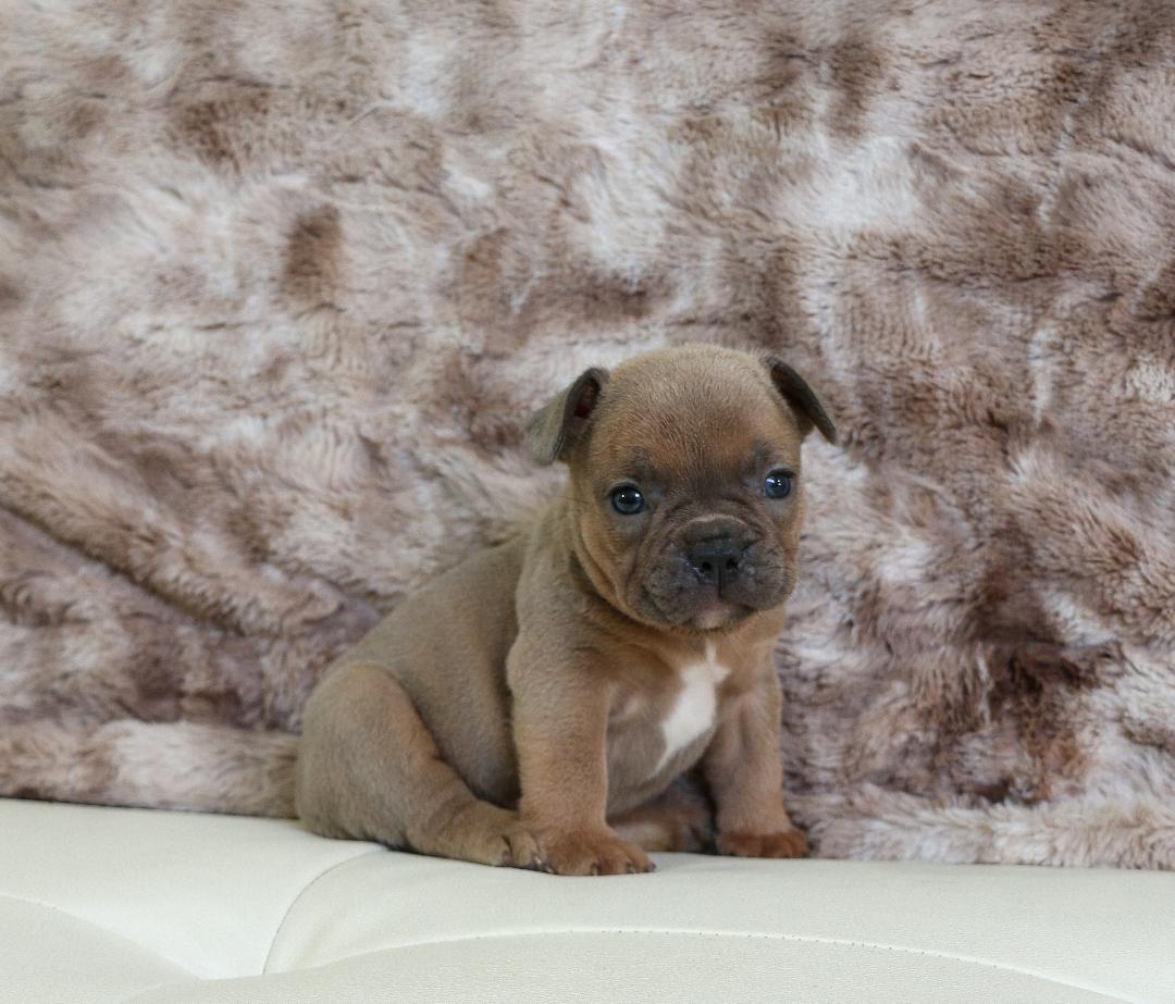 Frenchie Puppies | Bundles of Love | Pug and Frenchies Puppies | Iowa