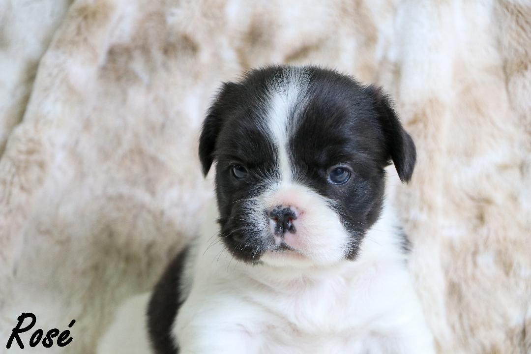 Frenchie Puppies | Bundles of Love | Pug and Frenchies Puppies | Iowa