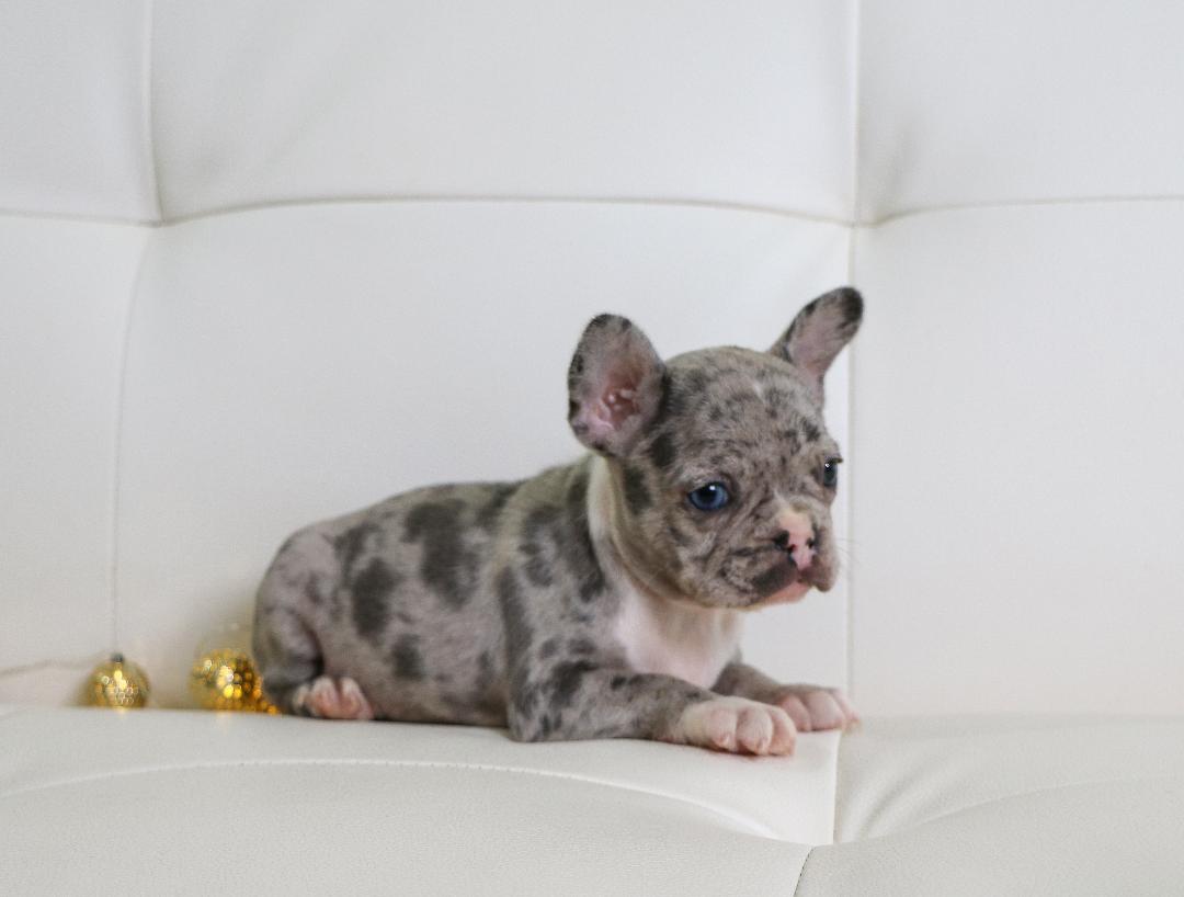 Frenchie Puppies | Bundles of Love | Pug and Frenchies Puppies | Iowa