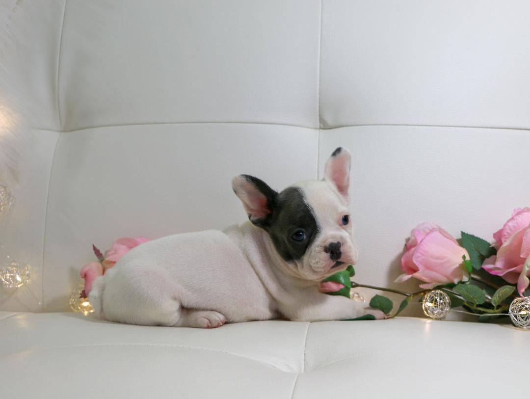 Frenchie Puppies | Bundles of Love | Pug and Frenchies Puppies | Iowa