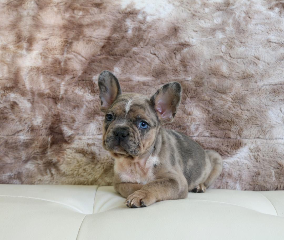 Frenchie Puppies | Bundles of Love | Pug and Frenchies Puppies | Iowa